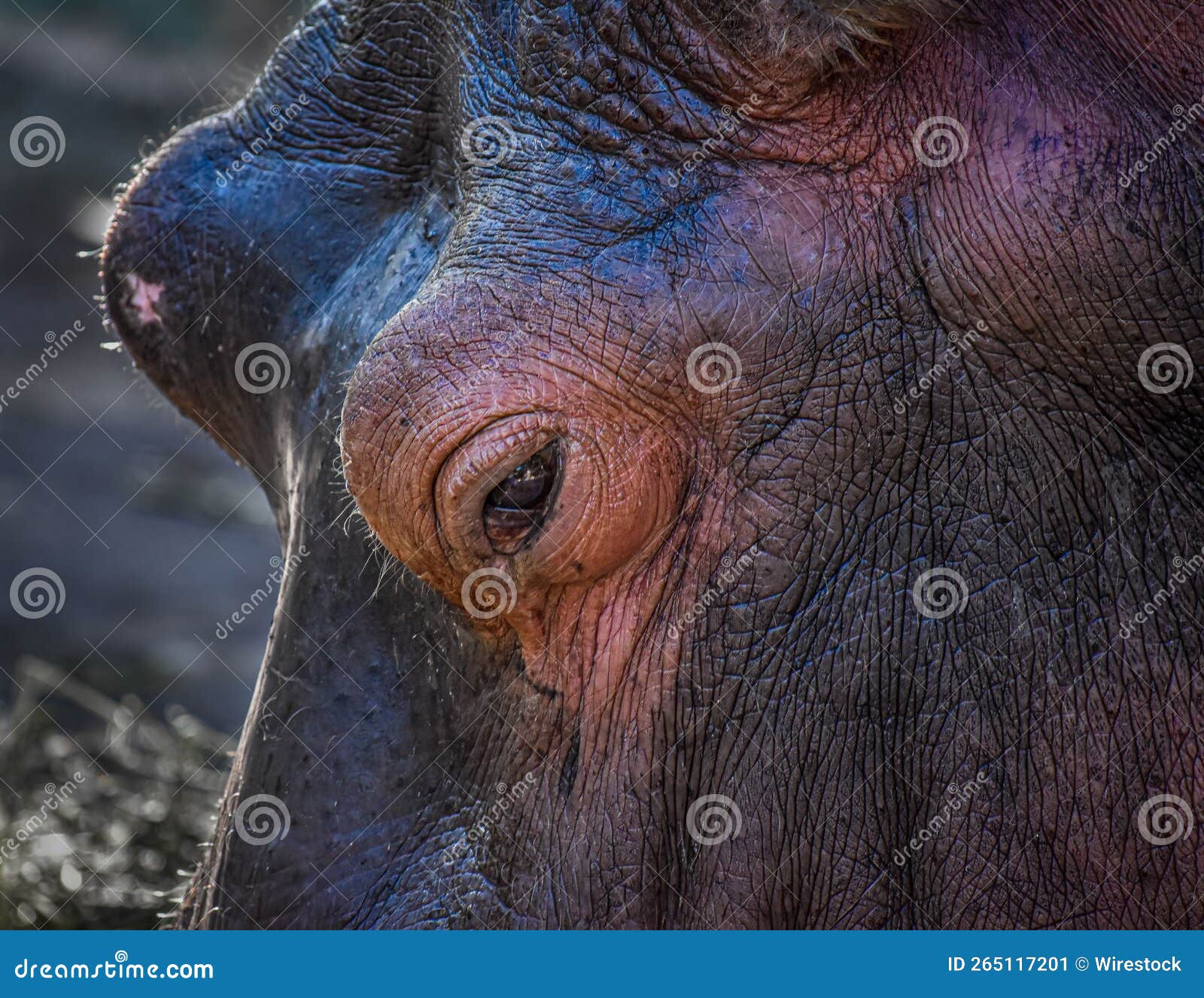 Closeup of an Eye of a Huge Hippopotamus Stock Image - Image of detail ...