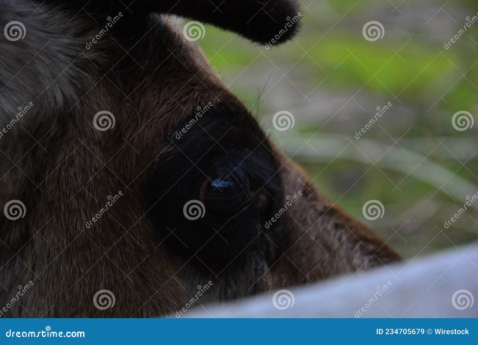 Closeup of an Eye of a Moose, Outdoors Stock Image - Image of focus ...