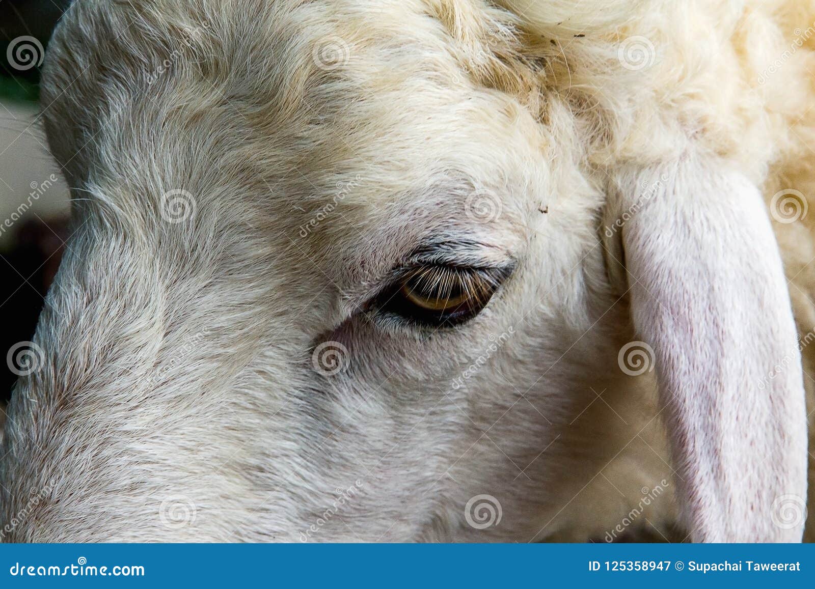 Closeup Eye of White and Sheeps Stock Image - Image of nature, face ...