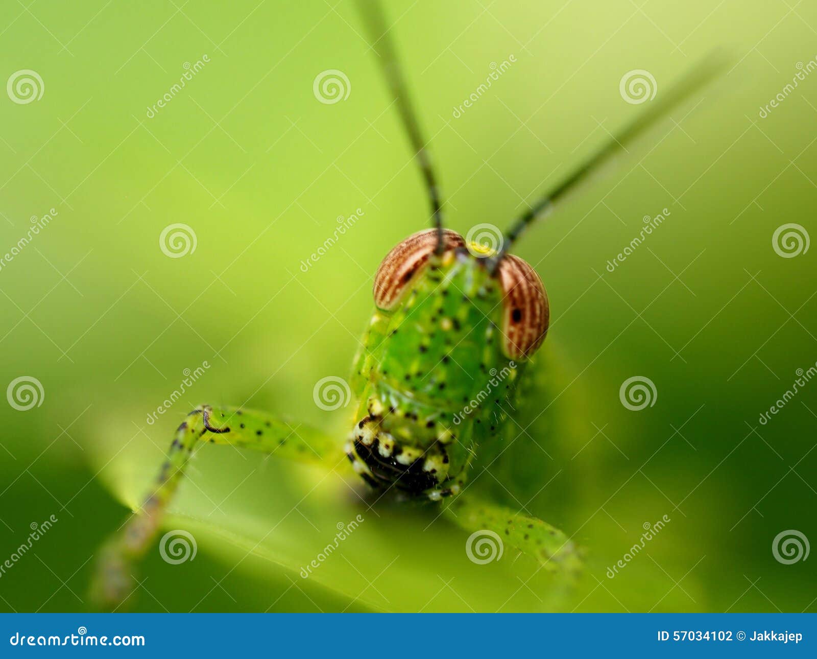 Closeup Eyes of Grasshopper Stock Photo - Image of cricket, jumper ...