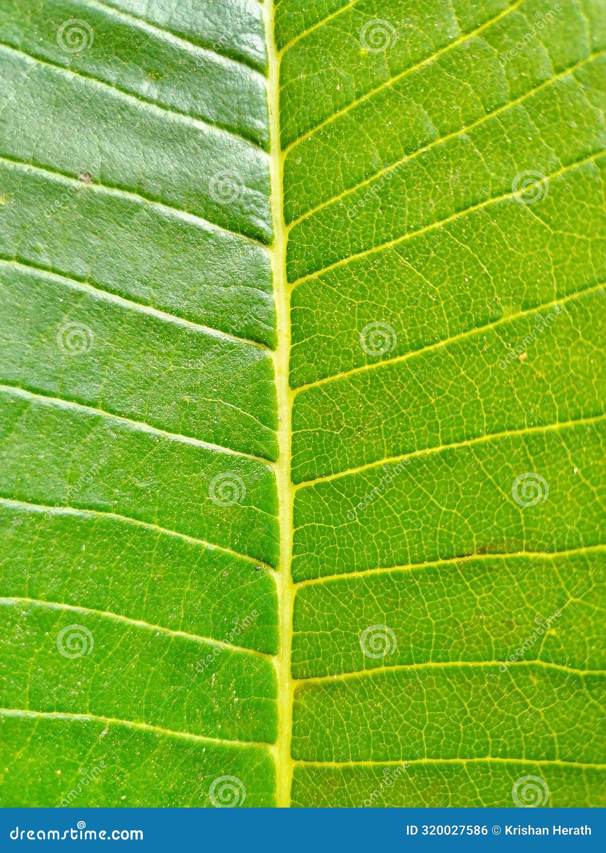This is a Closeup of Fa Temple Flower Tree Leave Stock Photo - Image of ...