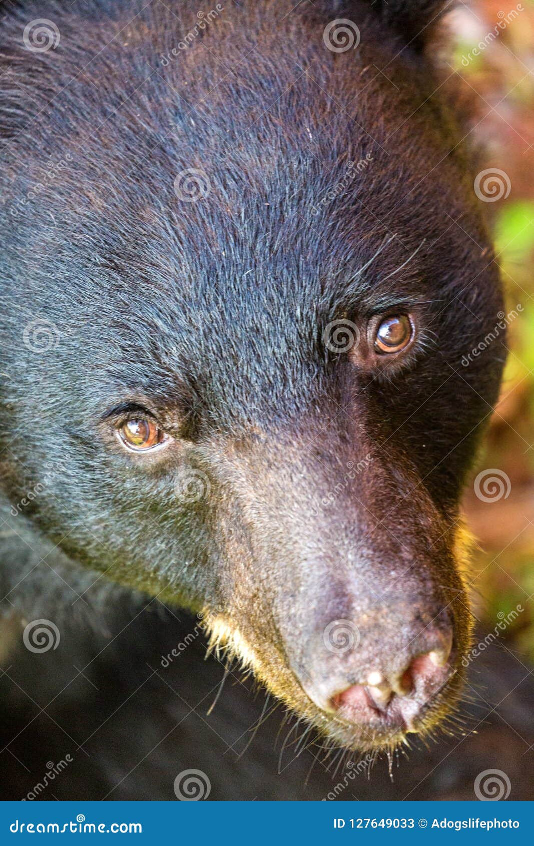 Closeup Face of Brown Bear Looking Up Stock Image - Image of head, shot ...