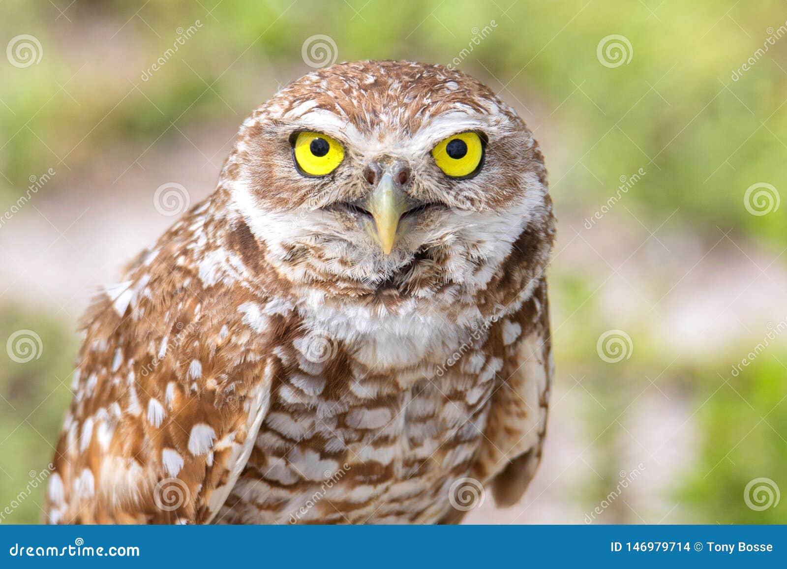 Face of a Burrowing Owl stock photo. Image of closeup - 146979714