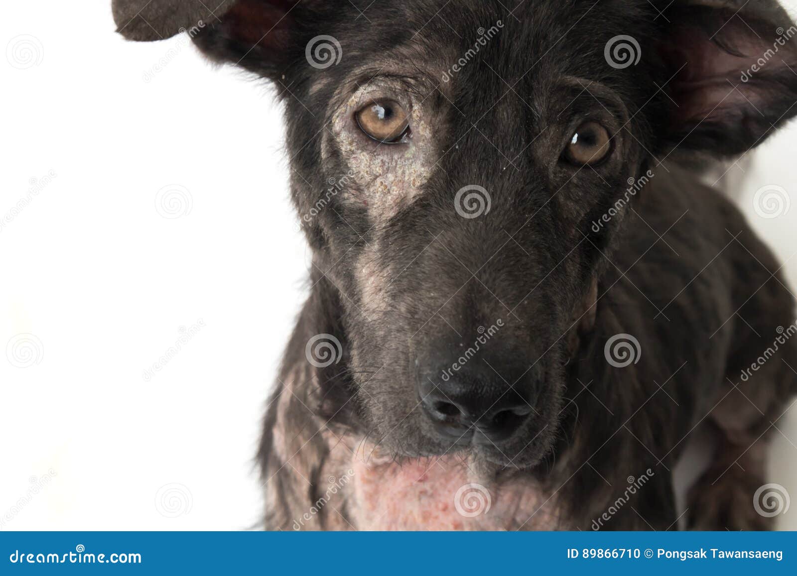 Leprosy Skin Sick Street Dog - Rabies Infection Risk Dog On White ...