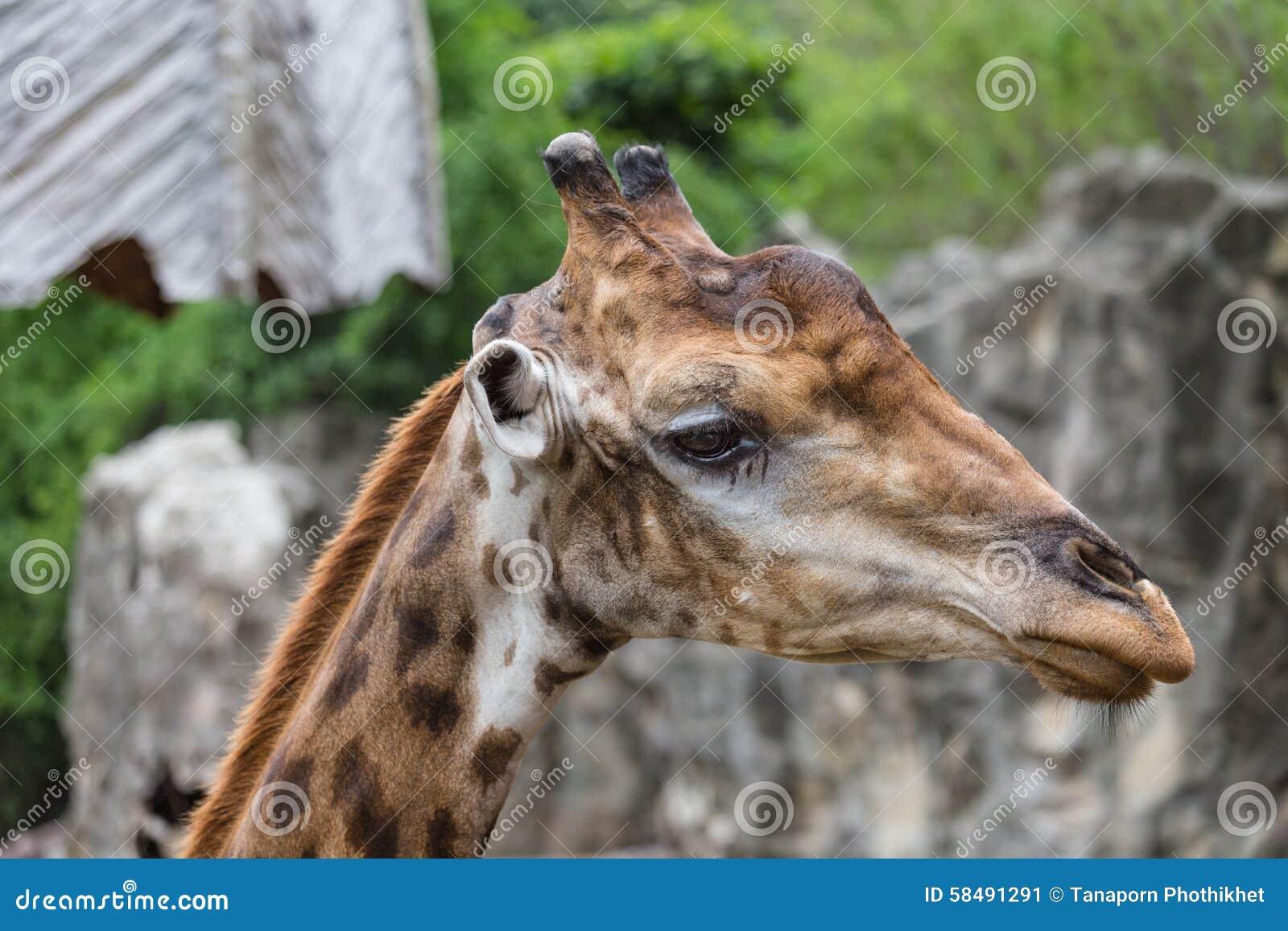 Closeup Face of Giraffe in the Zoo Stock Image - Image of head ...