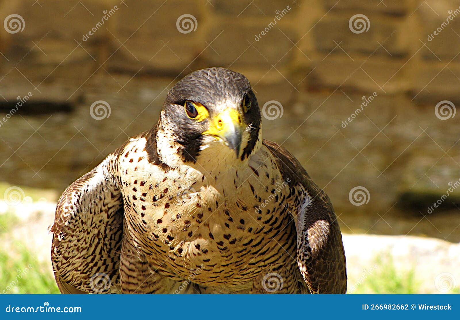 A Closeup of the Face of a Lanner Falcon Staring at the Camera. Stock ...