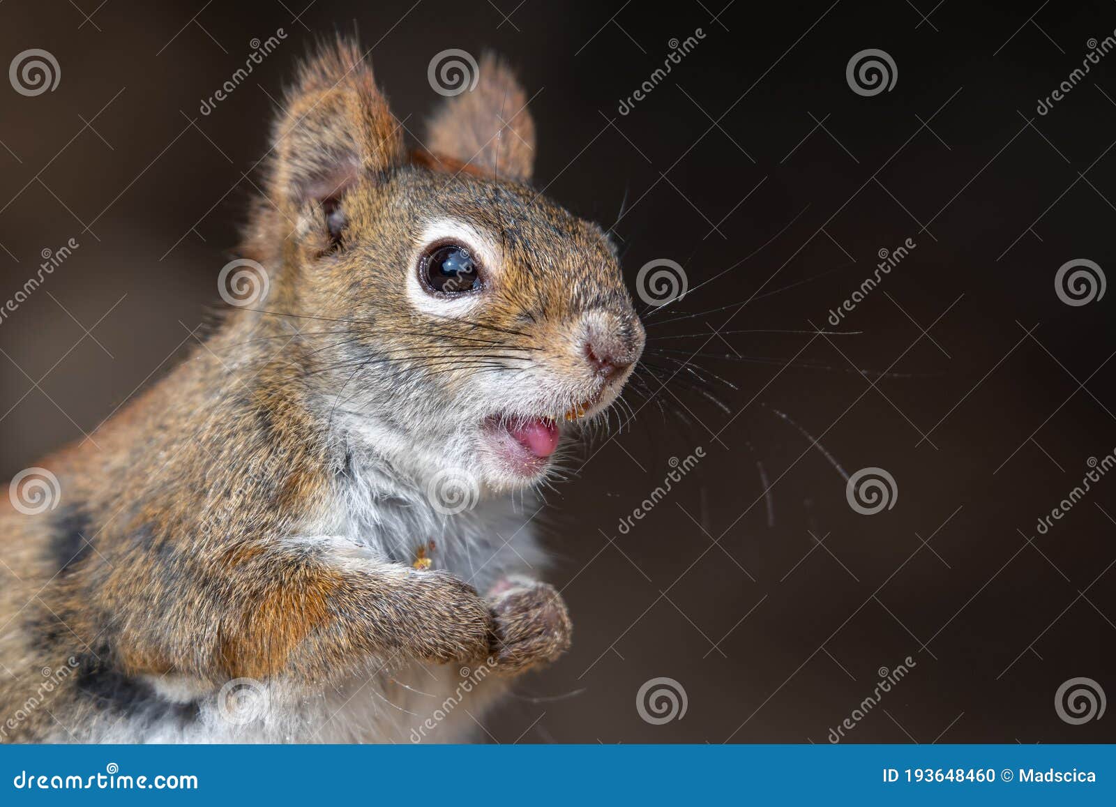 A Closeup of the Face Os a Small Red Squirrel Stock Photo - Image of ...