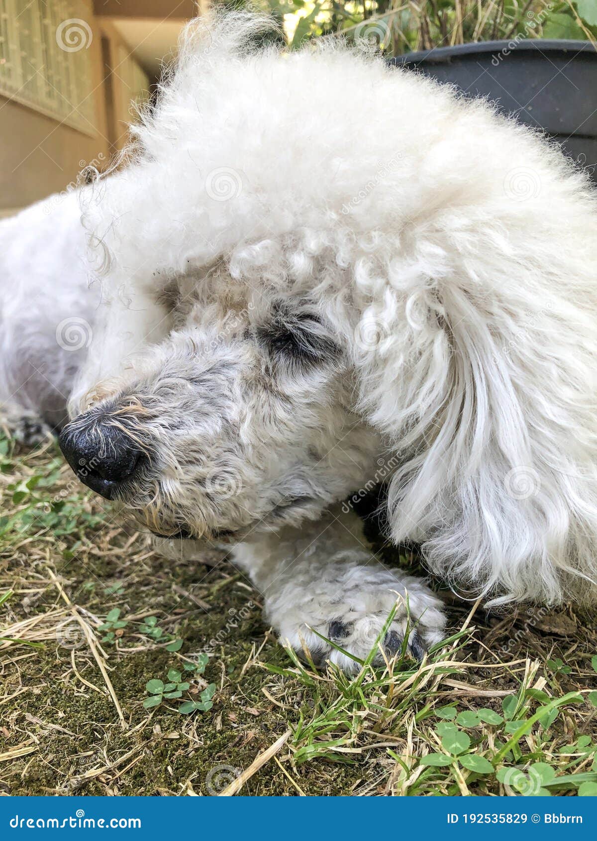 Closeup Face of a Poodle Dog at Garden Stock Image - Image of face ...