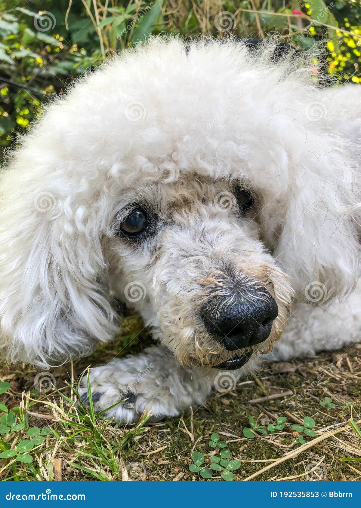 Closeup Face of a Poodle Dog at Garden Stock Image - Image of cute ...