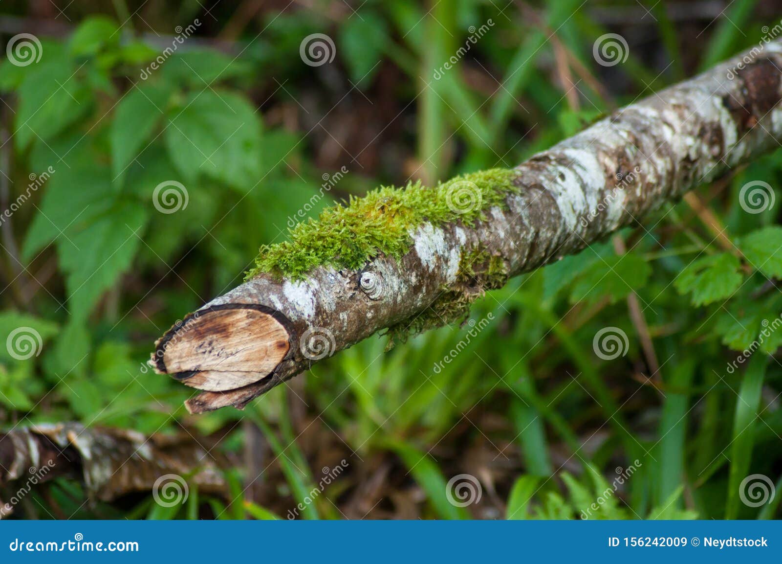 Face Shape in a Tree Branch in the Forest Stock Image - Image of park ...