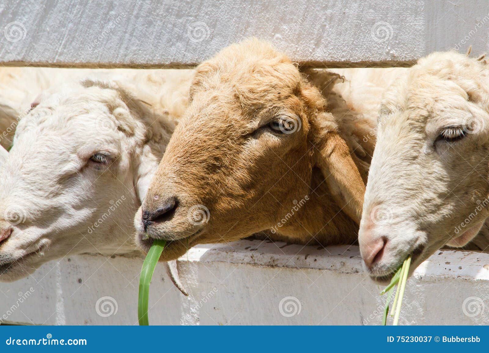Closeup Face of Sheep in Farm Stock Image - Image of field, summer ...