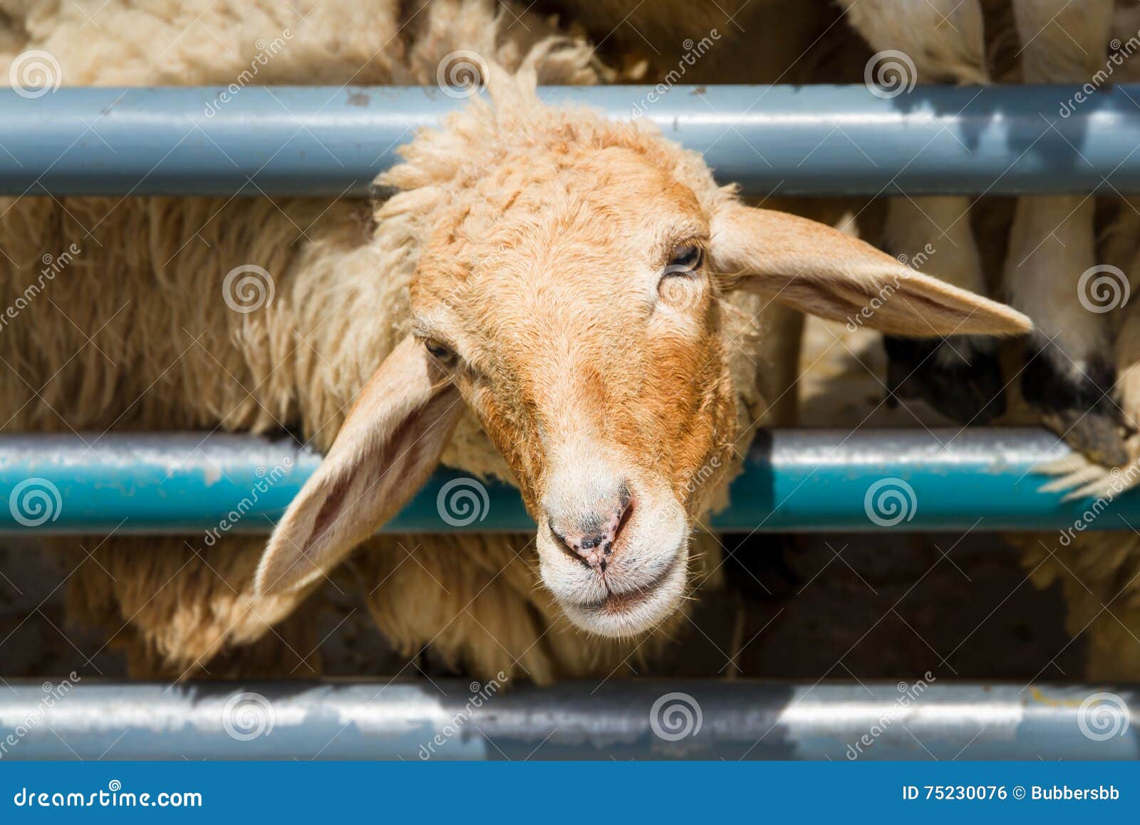 Closeup Face of Sheep in Farm Stock Photo - Image of summer, rural ...