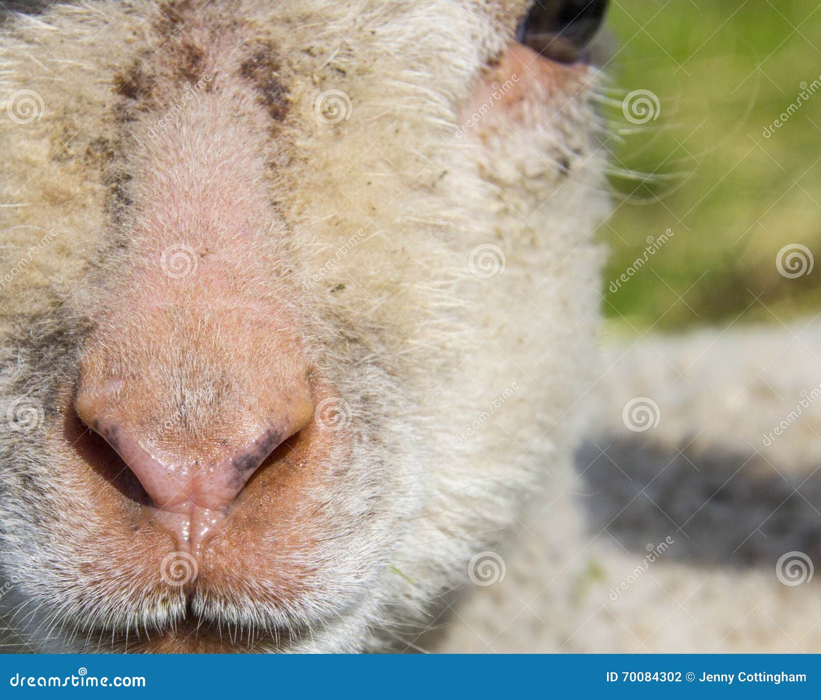 Closeup of the Face of a Solitary Lamb in Field Stock Photo - Image of ...