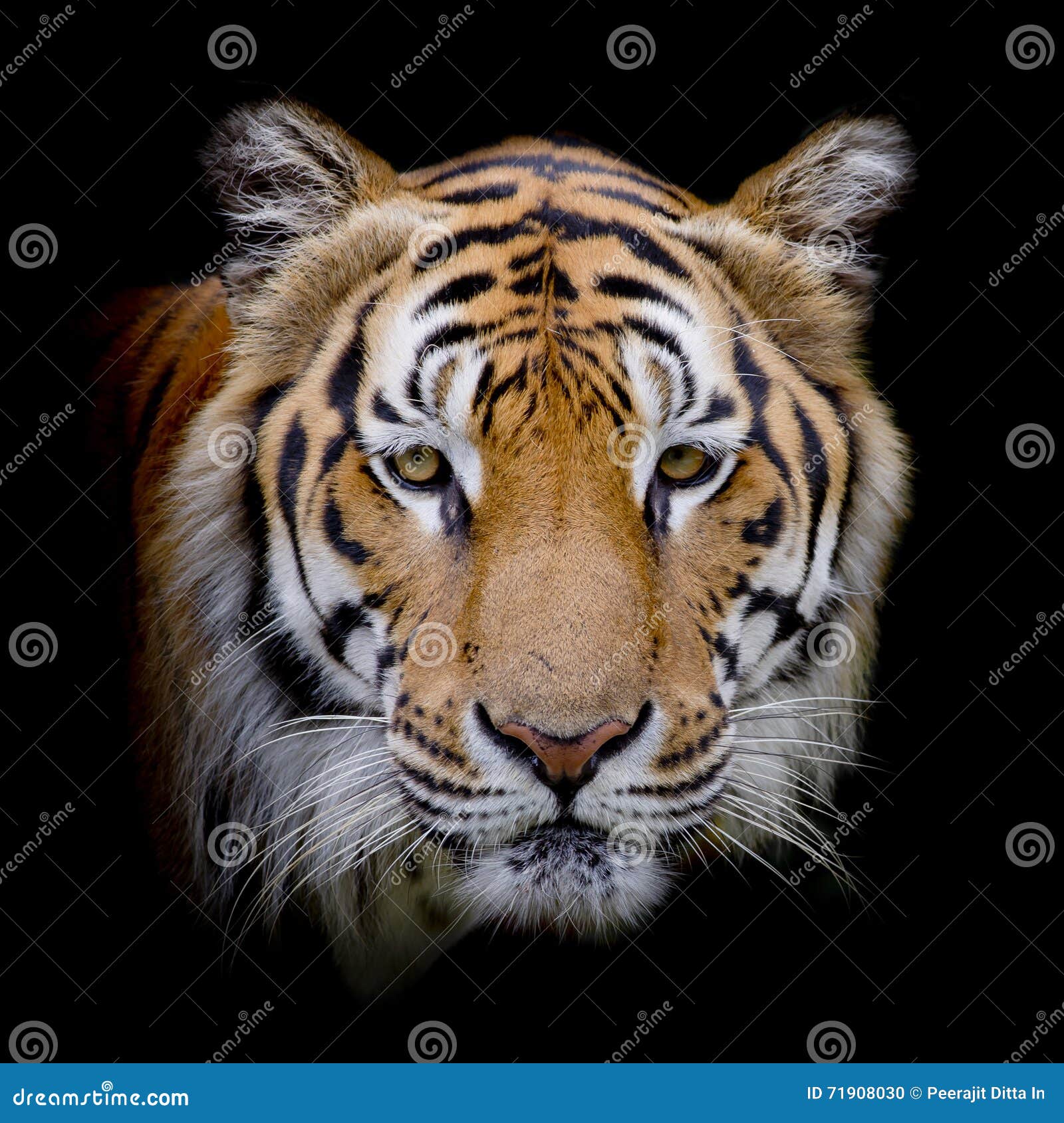 Closeup Face of Tiger on Black Color Background Stock Photo - Image of ...
