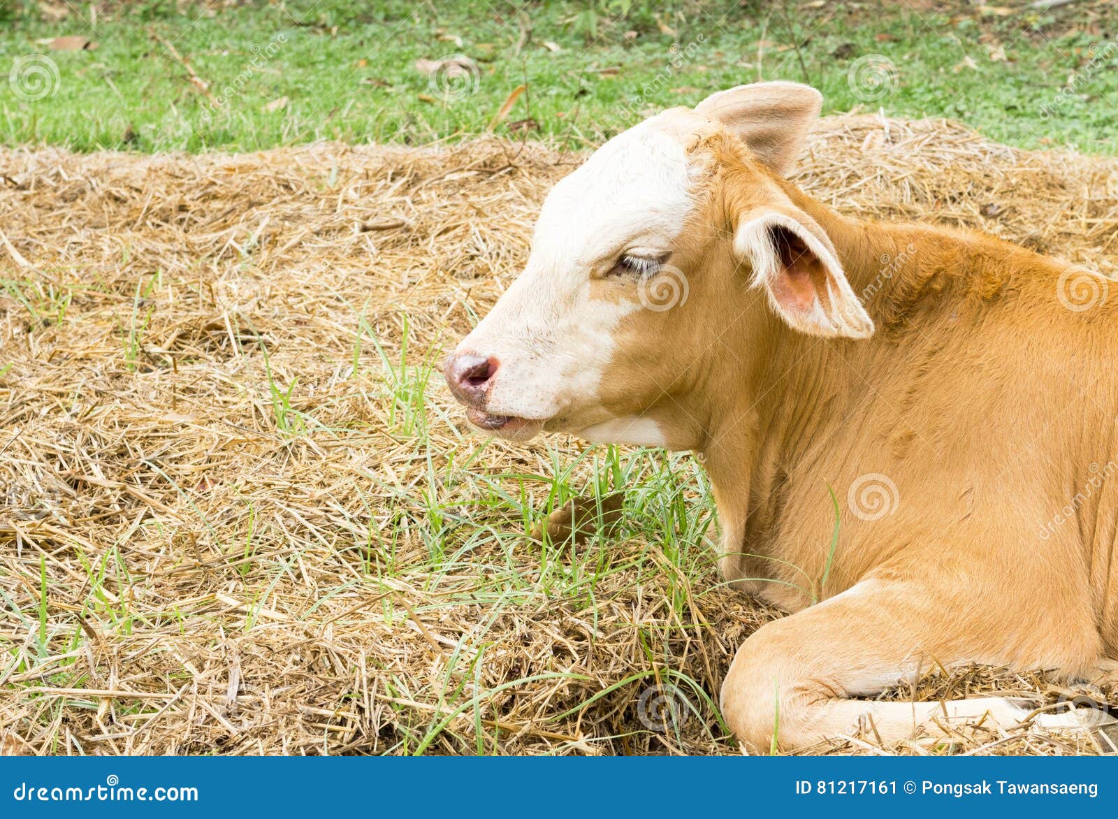 Closeup Face Young Calf One Week Old Stock Image - Image of farm ...
