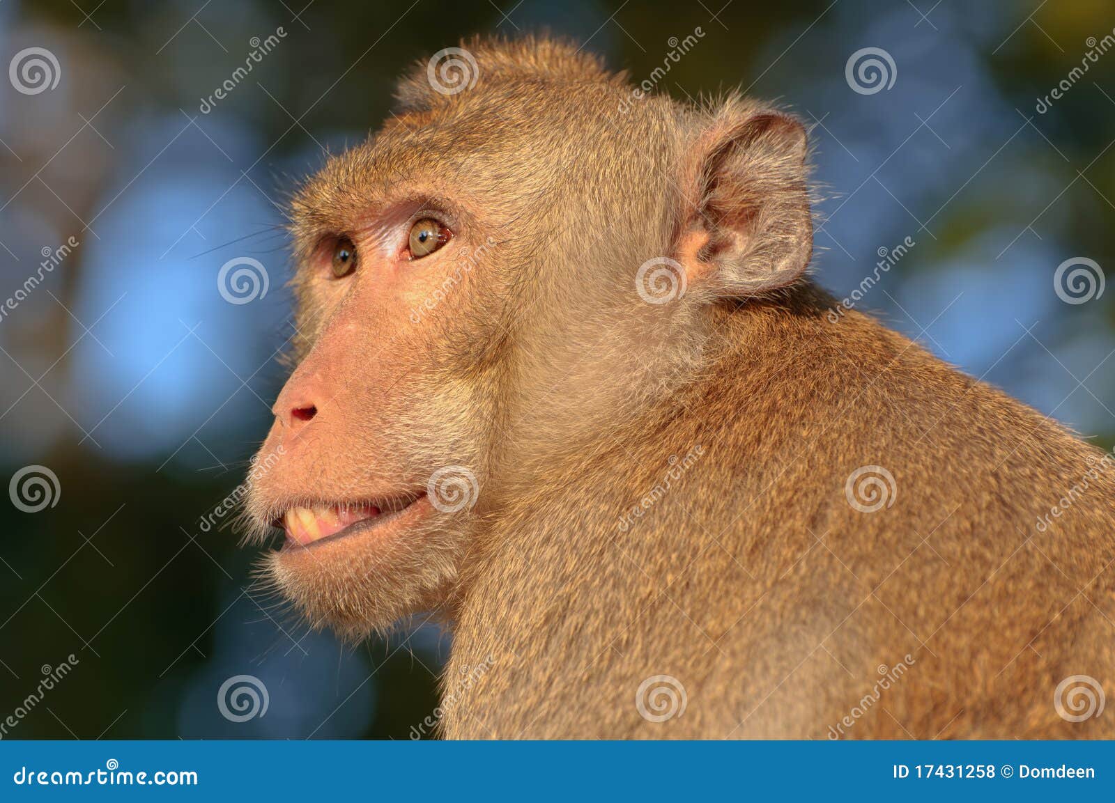 Closeup the Faces of Monkeys Stock Photo - Image of monkey, banana ...