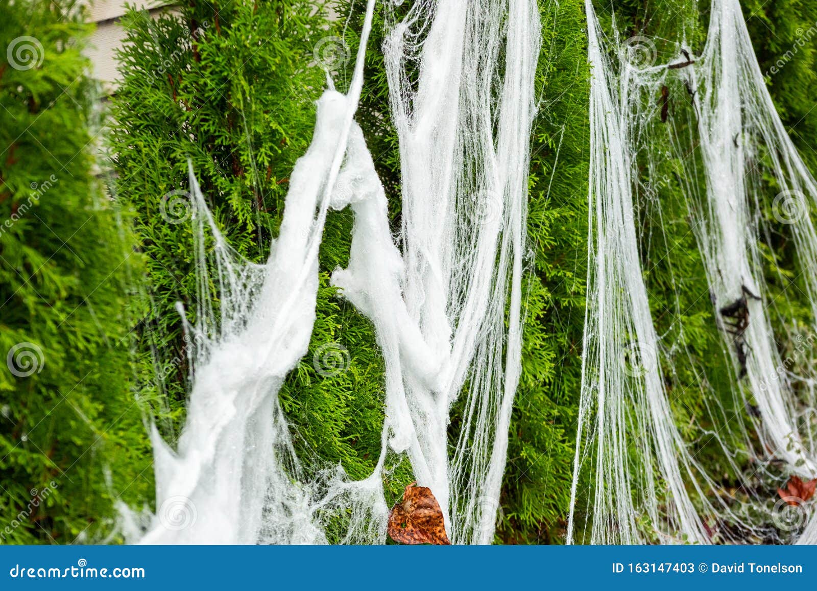 Cobweb decor stock image. Image of fake, orange, holiday - 163147403