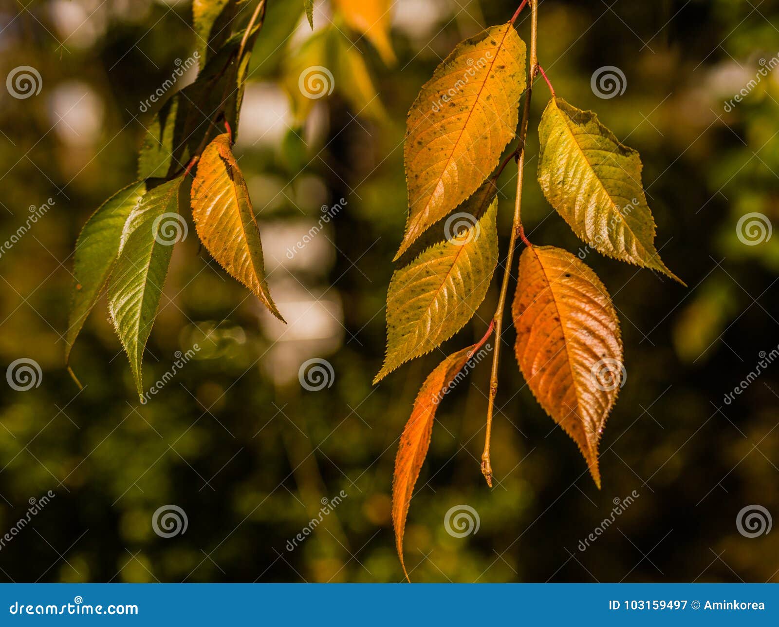 Closeup of Fall Colored Leaves Stock Image - Image of foliage, fall ...