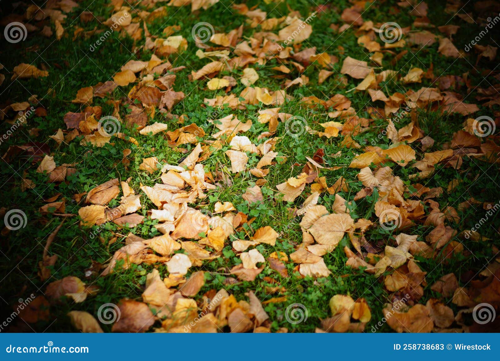 Closeup of the Fall Foliage on the Grass Stock Image - Image of closeup ...
