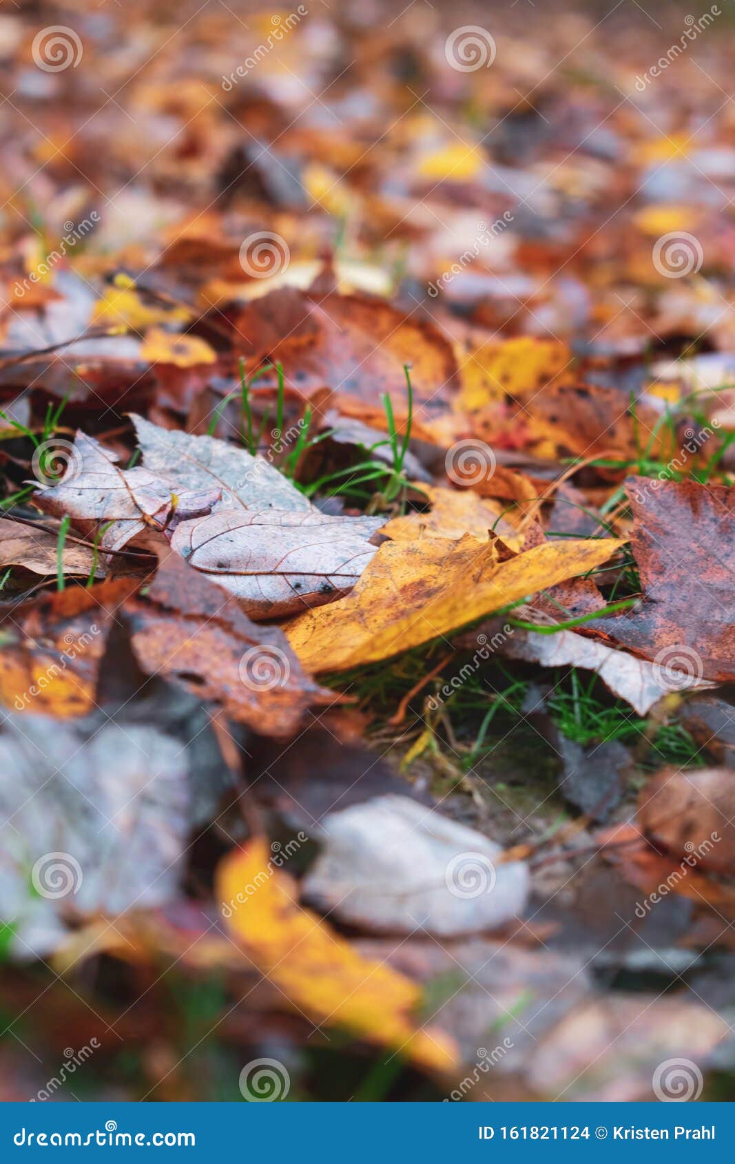 Closeup of Fall Leaves on the Ground Stock Photo - Image of leaf, floor ...