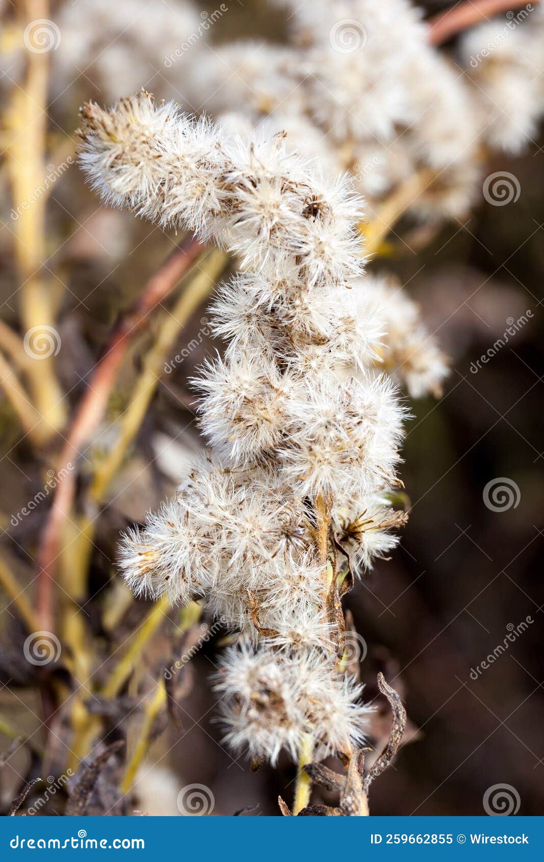 Closeup of Fall Seed Pods from Weed in a Garden Stock Image - Image of ...