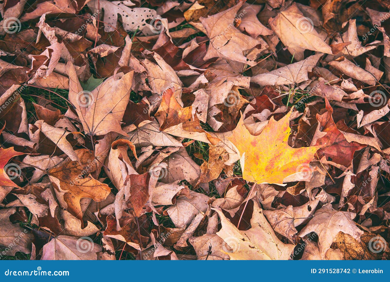 Closeup of Fallen Autumn Maple Tree Leaves on the Ground Stock Photo ...
