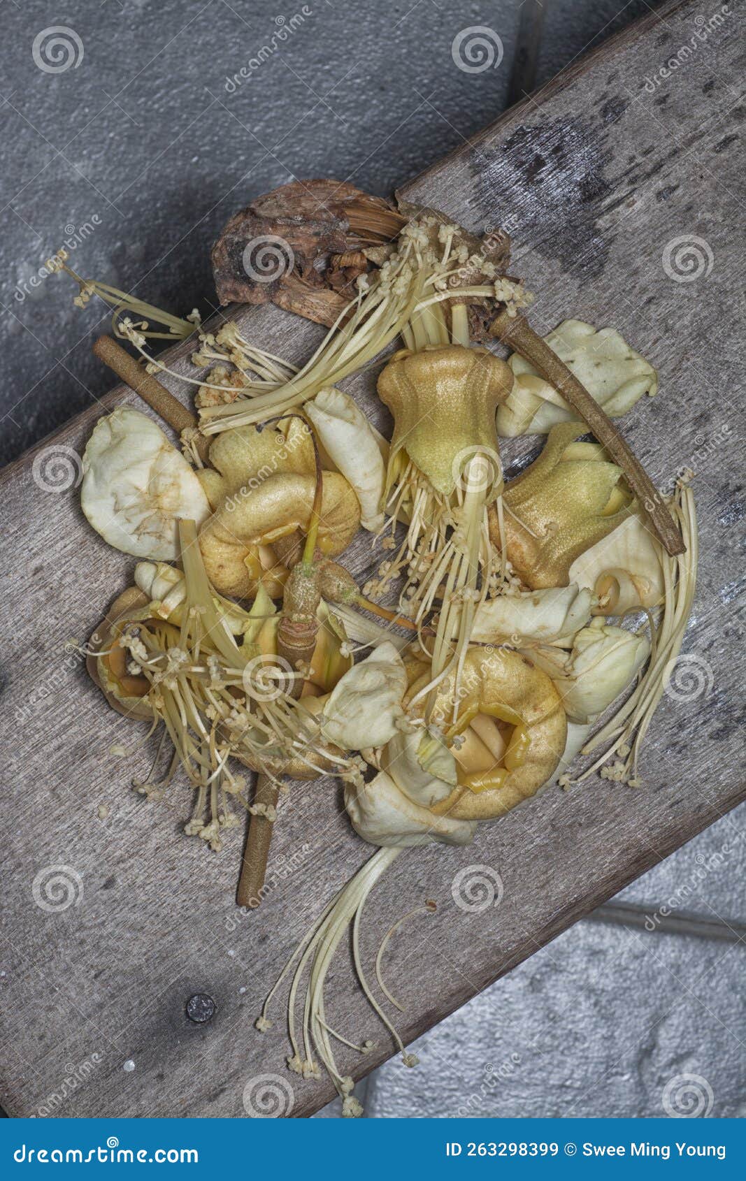 The Inflorescence Of The Durian Tree Undergoes Pollination Stock ...