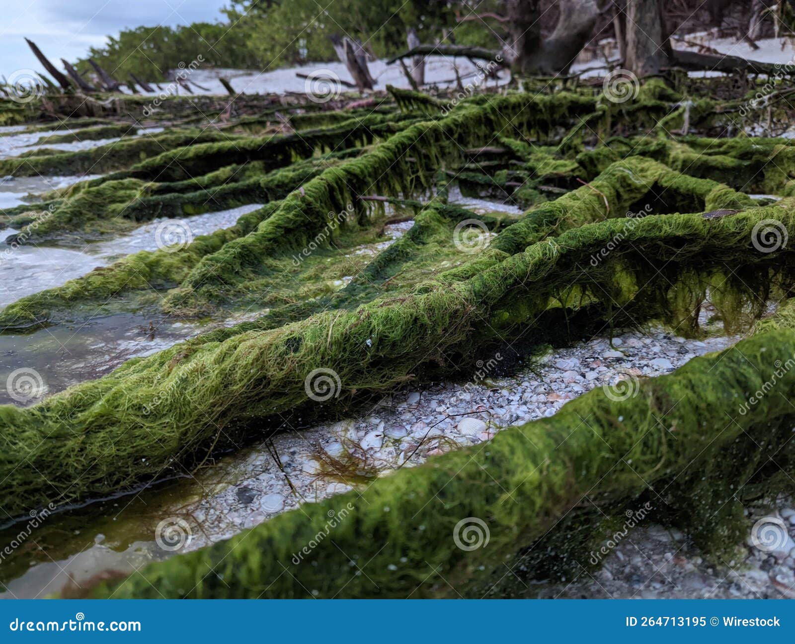 Closeup of Fallen Logs Covered with Moss Stock Image - Image of tree ...