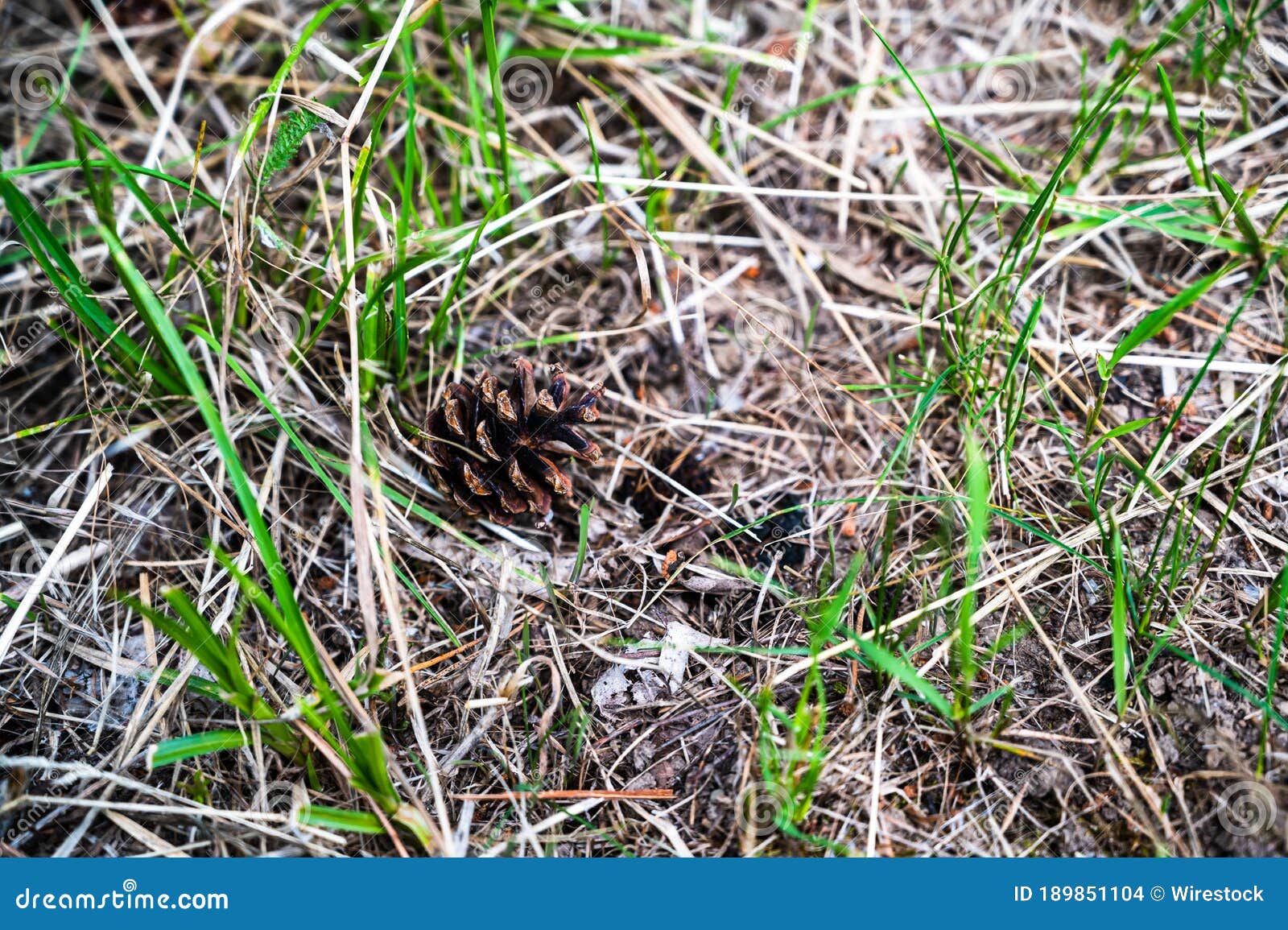 Closeup of Fallen Pine Cones on the Grass Stock Photo - Image of ...