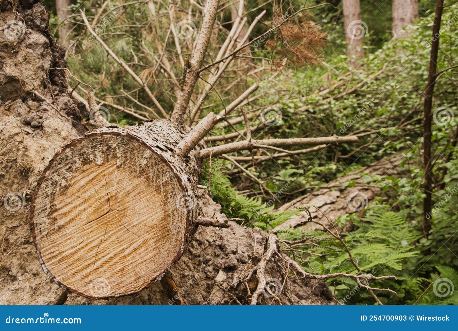 Closeup of a Fallen Pine Tree in a Forest Stock Image - Image of park ...
