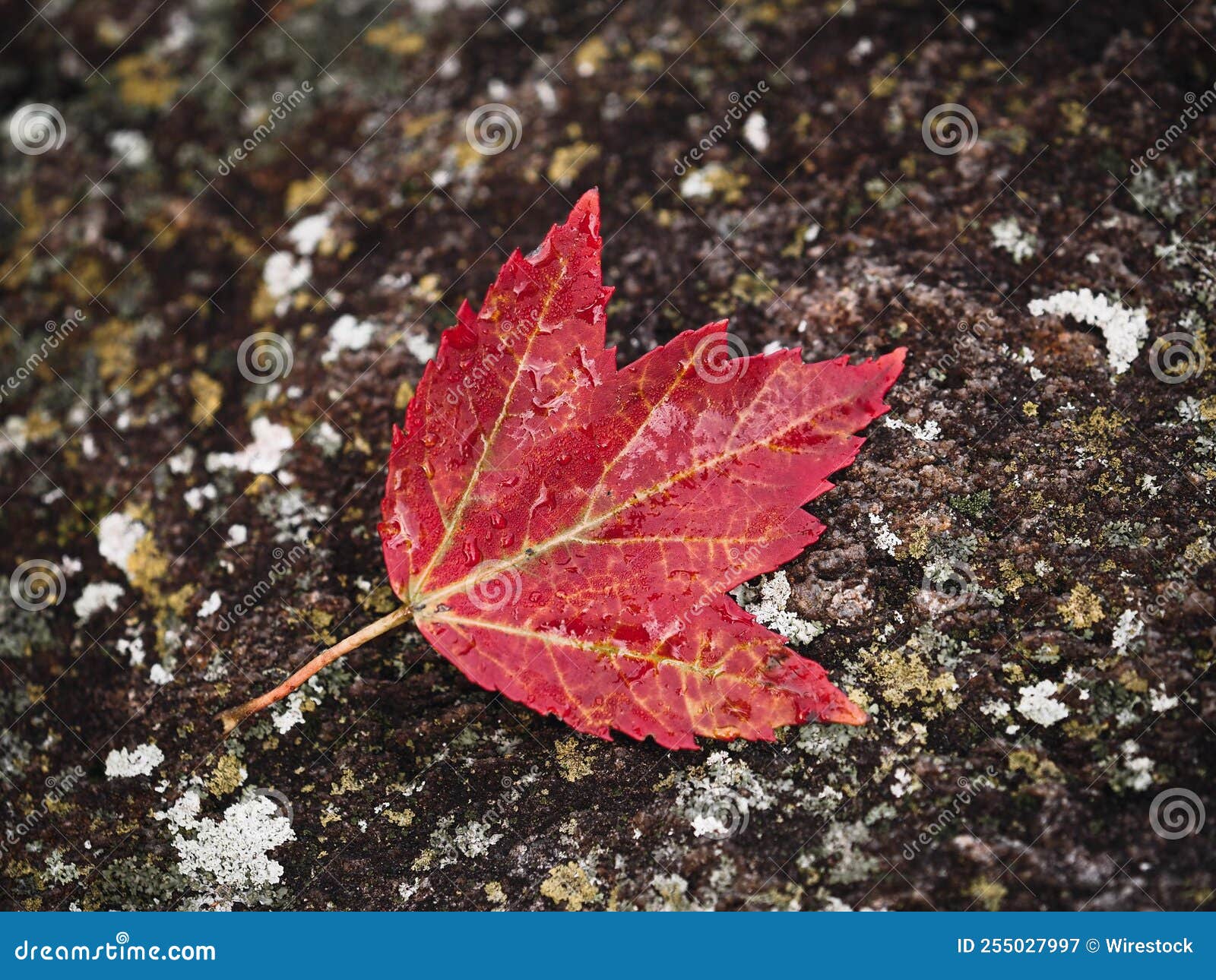 Closeup of a Fallen, Red Maple Leaf on a Forest Floor during Winter ...