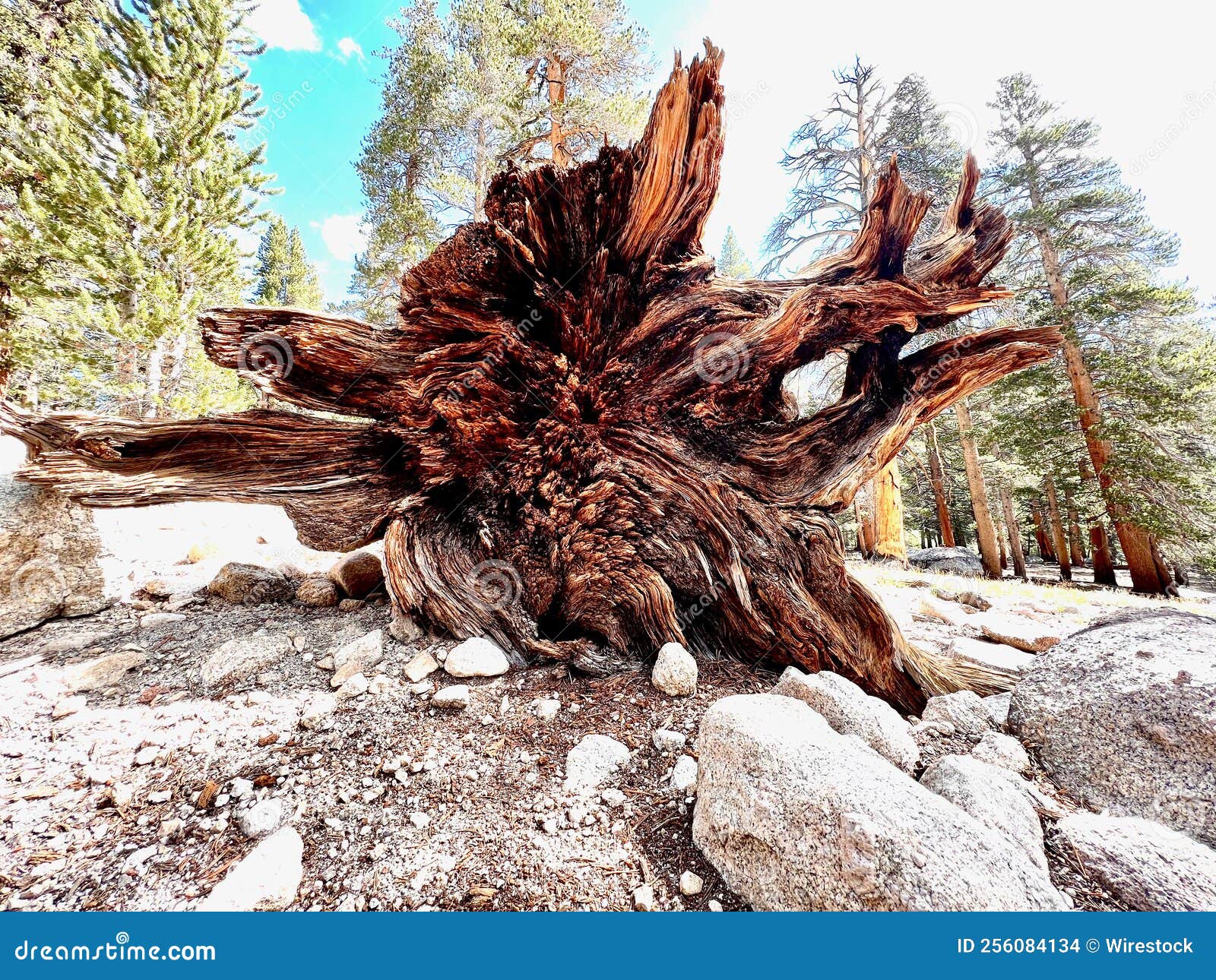 Closeup of a Fallen Tree in a Forest Stock Photo - Image of daytime ...