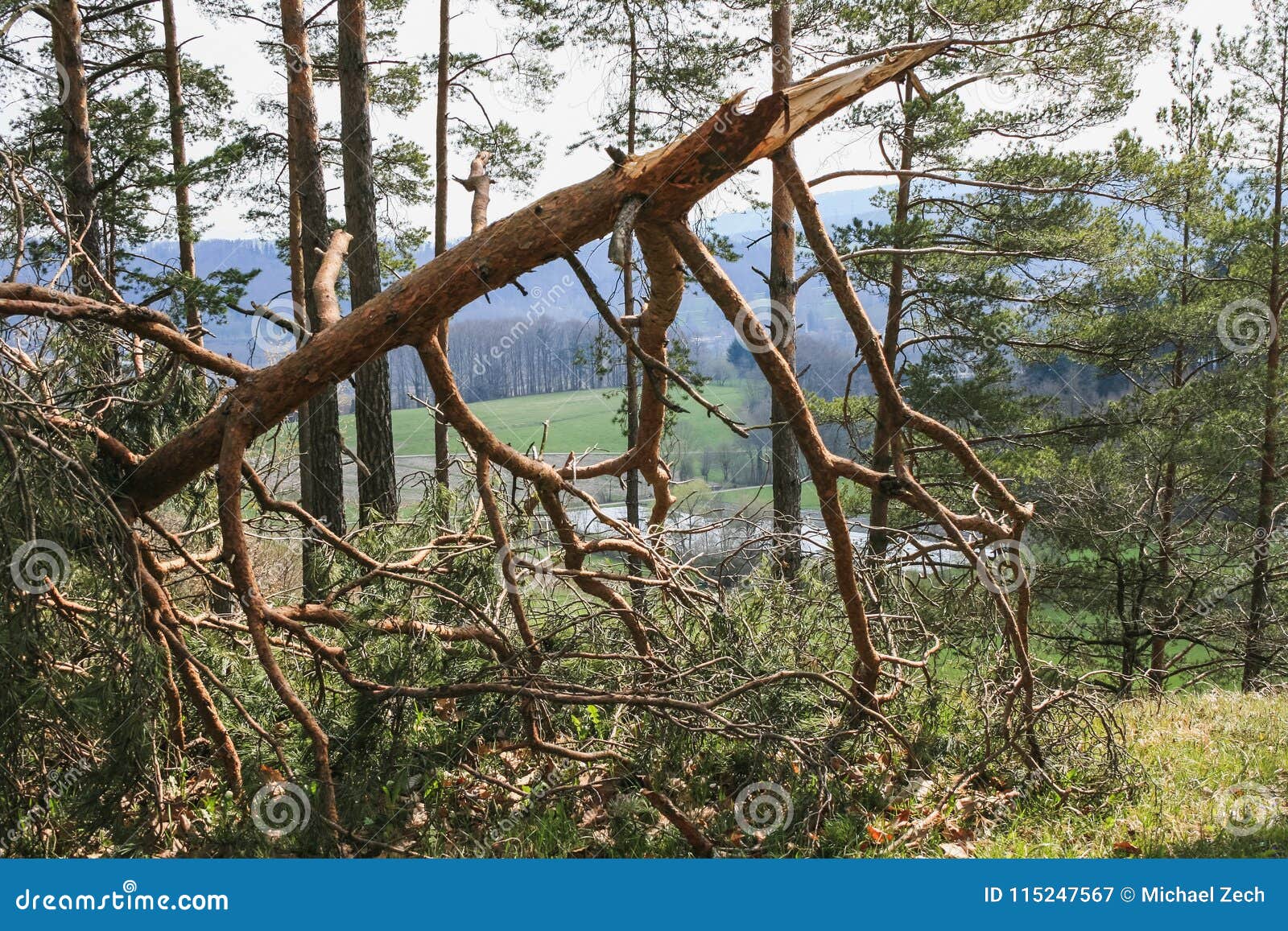 Closeup of a Fallen Tree Lying on the Ground Stock Image - Image of ...