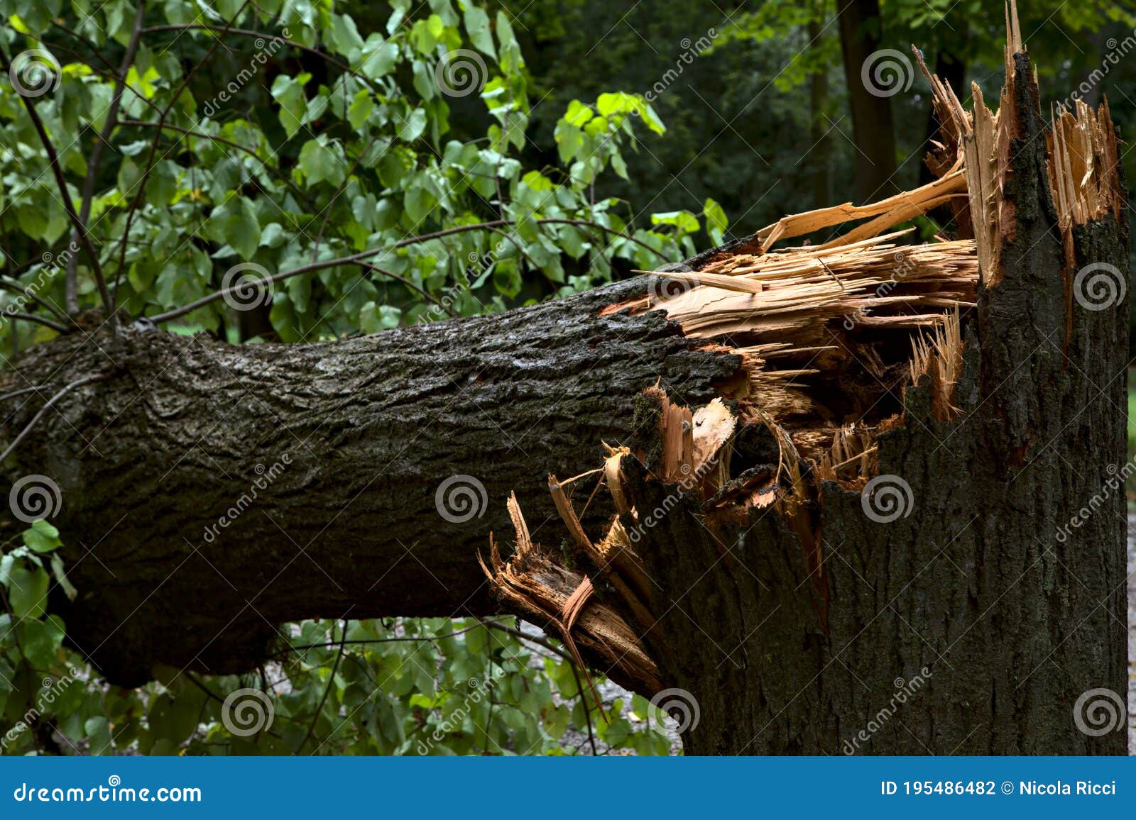 Closeup of Fallen Tree Torn at Its Basis by a Storm Stock Photo - Image ...