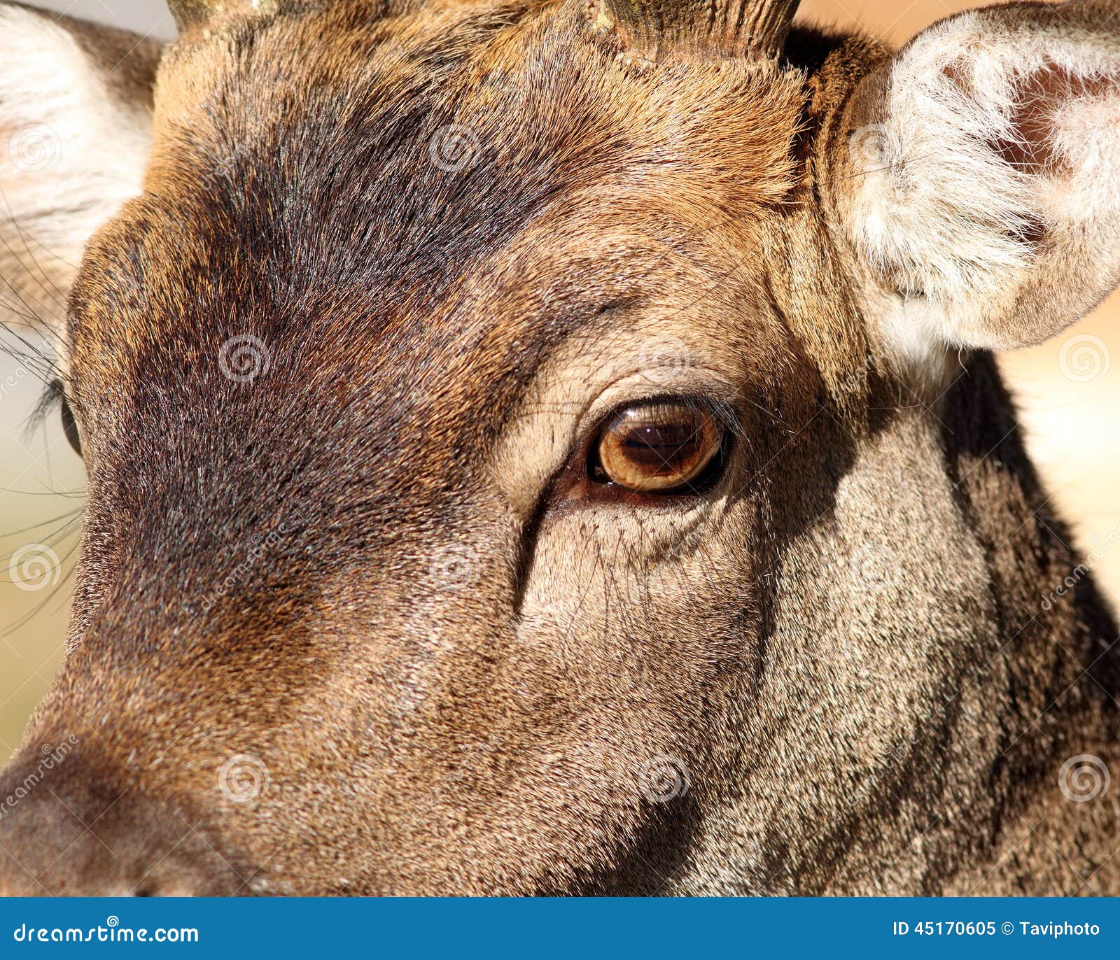 Closeup of Fallow Deer Face Stock Image - Image of mammal, male: 45170605