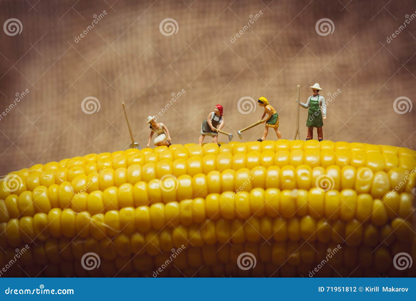 Farmers In Corn Fields During Harvest Stock Image | CartoonDealer.com ...