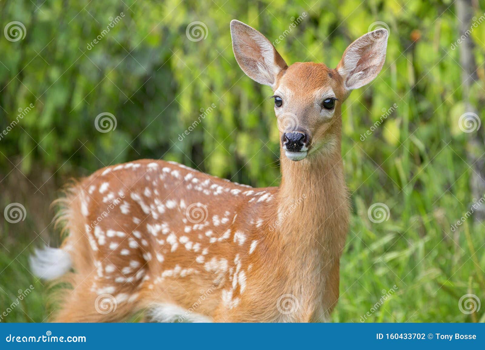 Closeup of a Fawn stock photo. Image of staring, mammal - 160433702