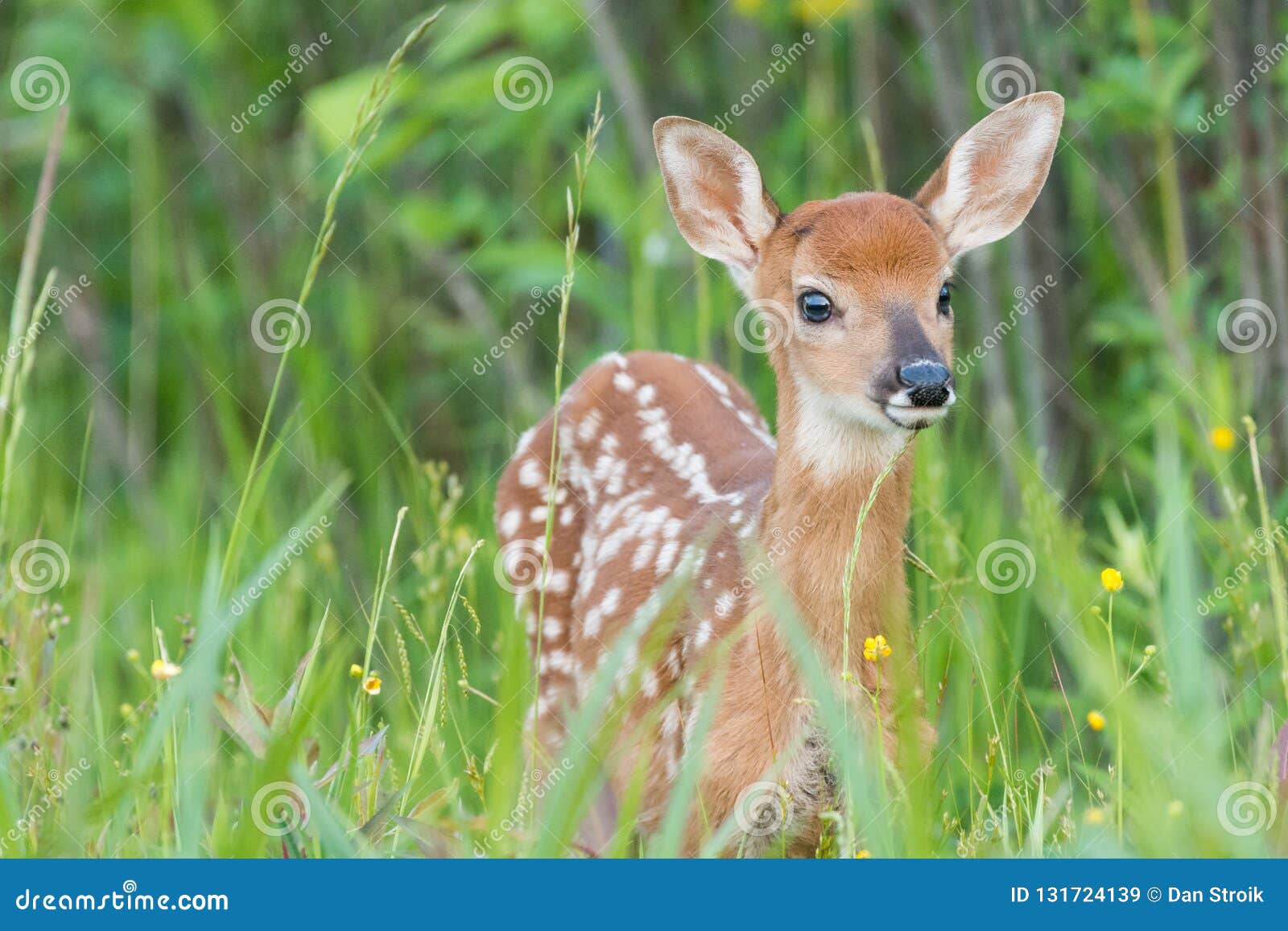 Fawn Whitetail deer stock image. Image of virginianus - 131724139