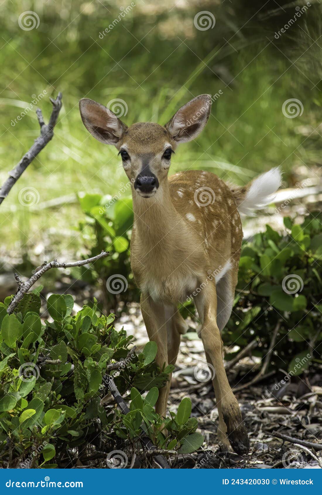 Closeup of a Fawn in the Woods Stock Photo - Image of nature, young ...