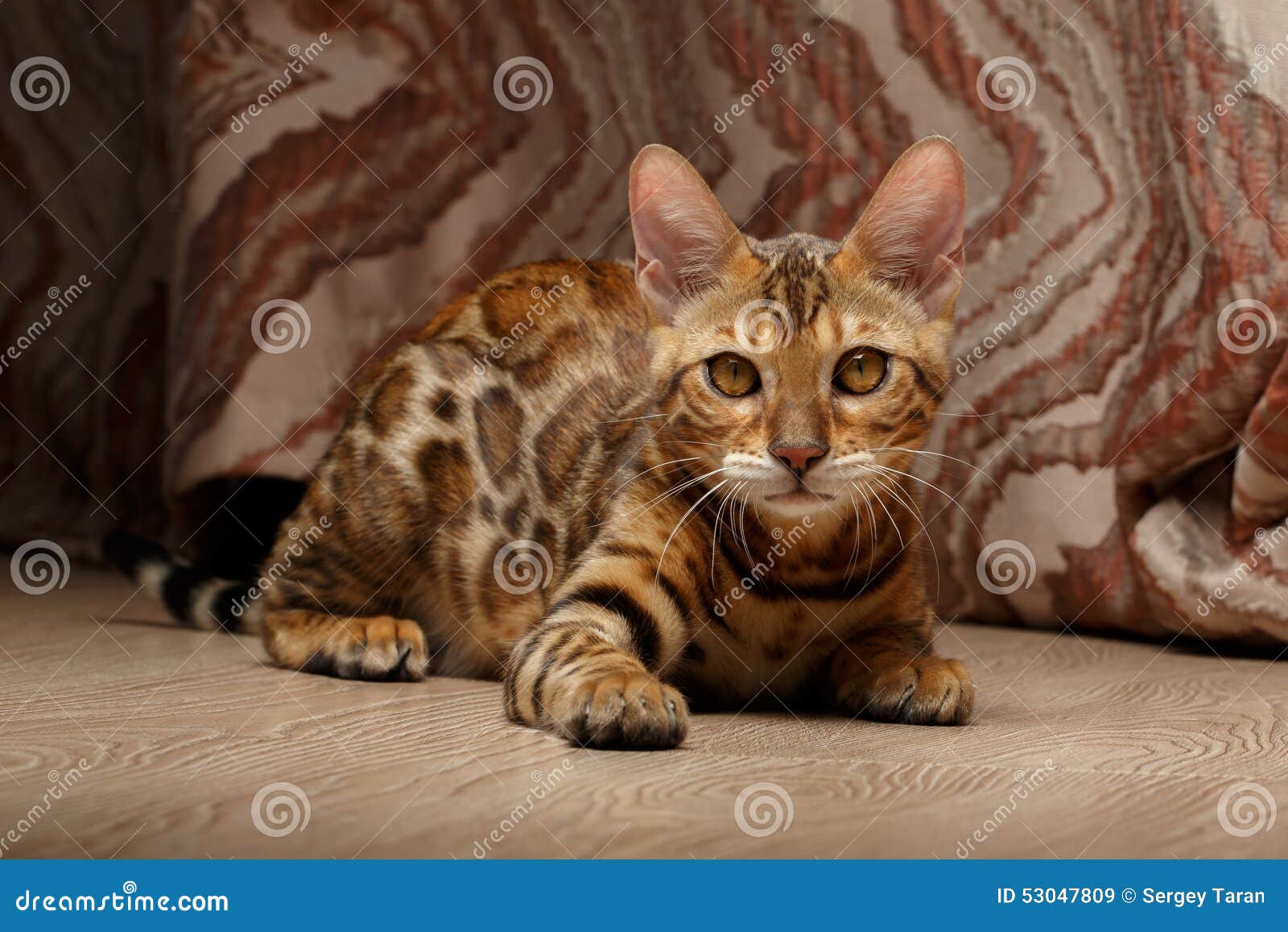 Closeup female Bengal Cat stock image. Image of legs - 53047809