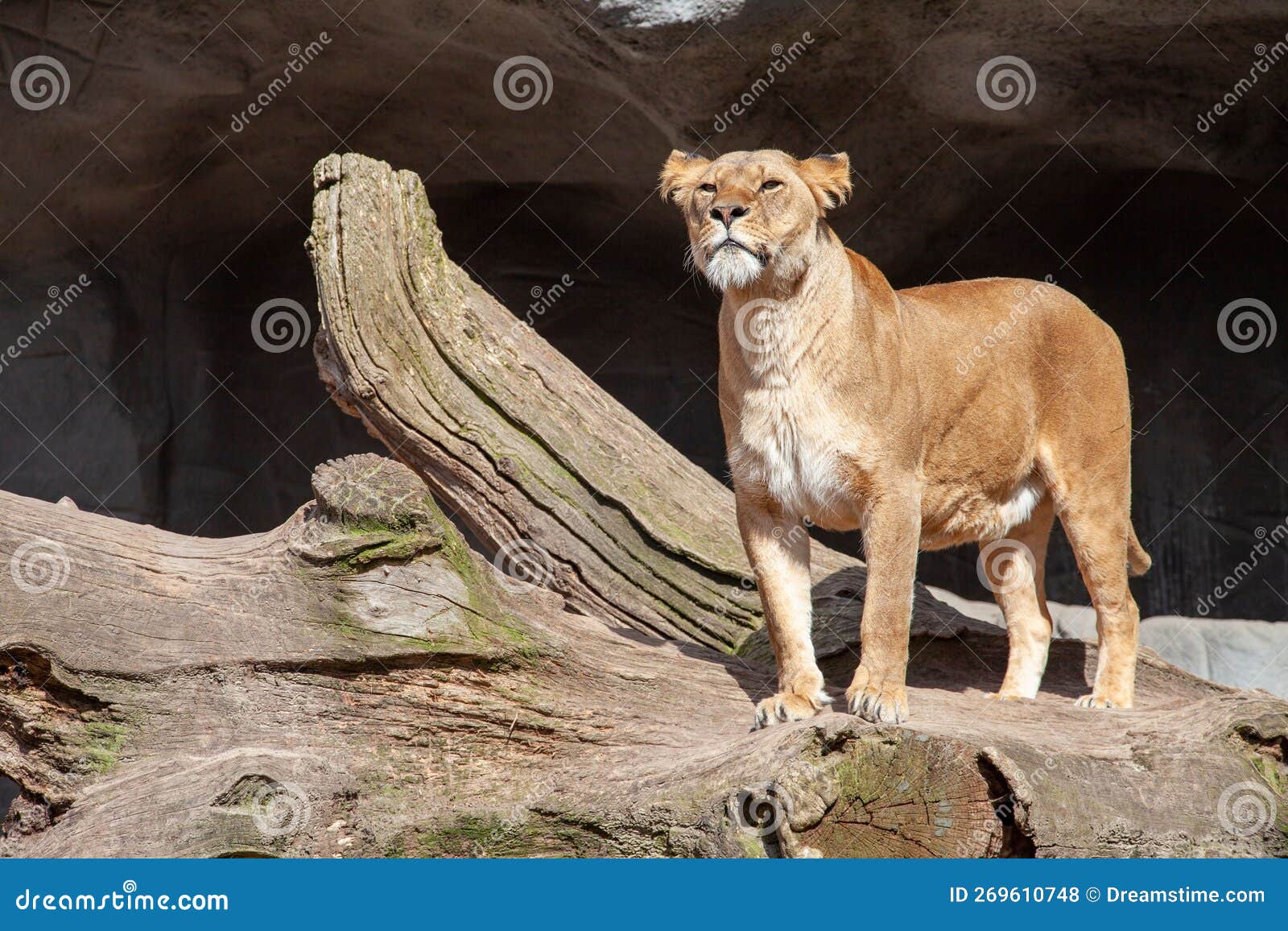 A Lion With A Broken Face Is Shown In A Glassy, Fragmented Style ...