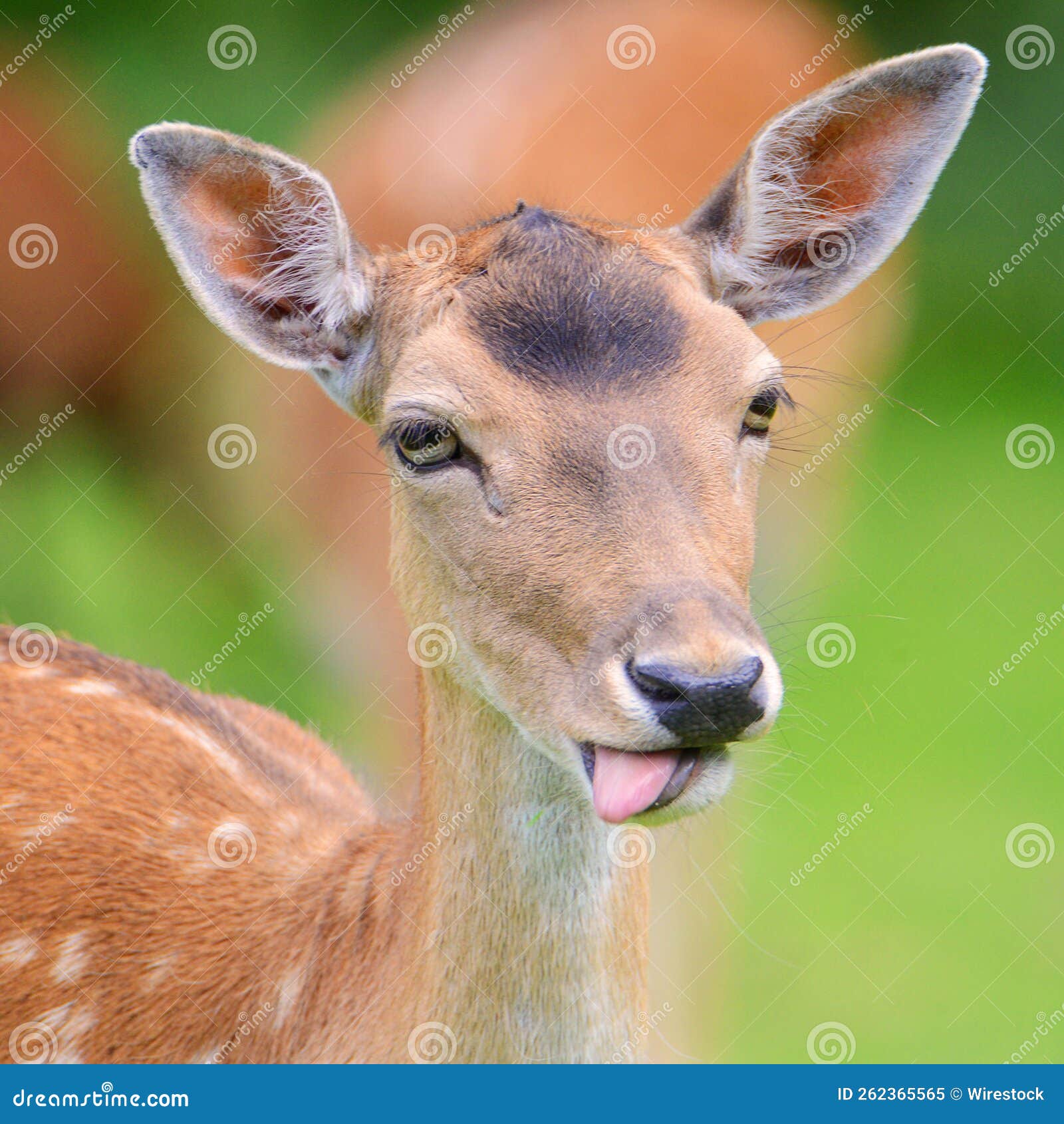 Closeup of a Female Spotted Deer Face. Stock Image - Image of head ...