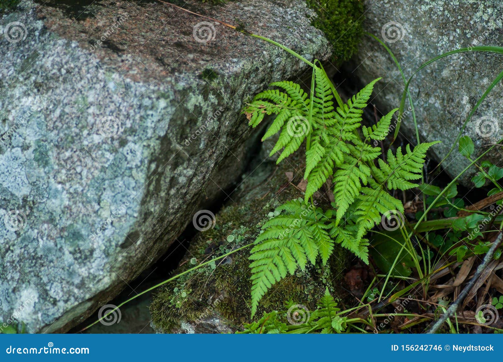 Fern Leaves and Rocks in the Forest Stock Photo - Image of nature ...