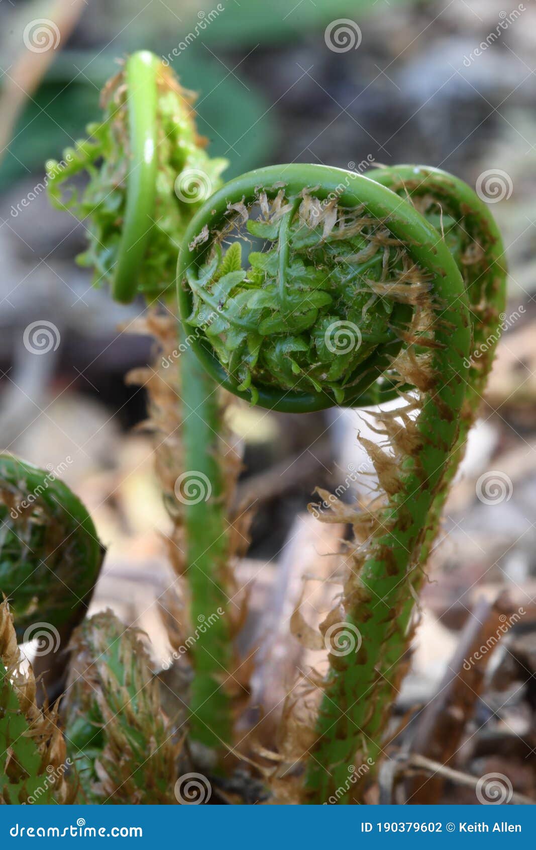 Extreme Closeup of a Group of Fern Sprouts in Spring Stock Photo ...