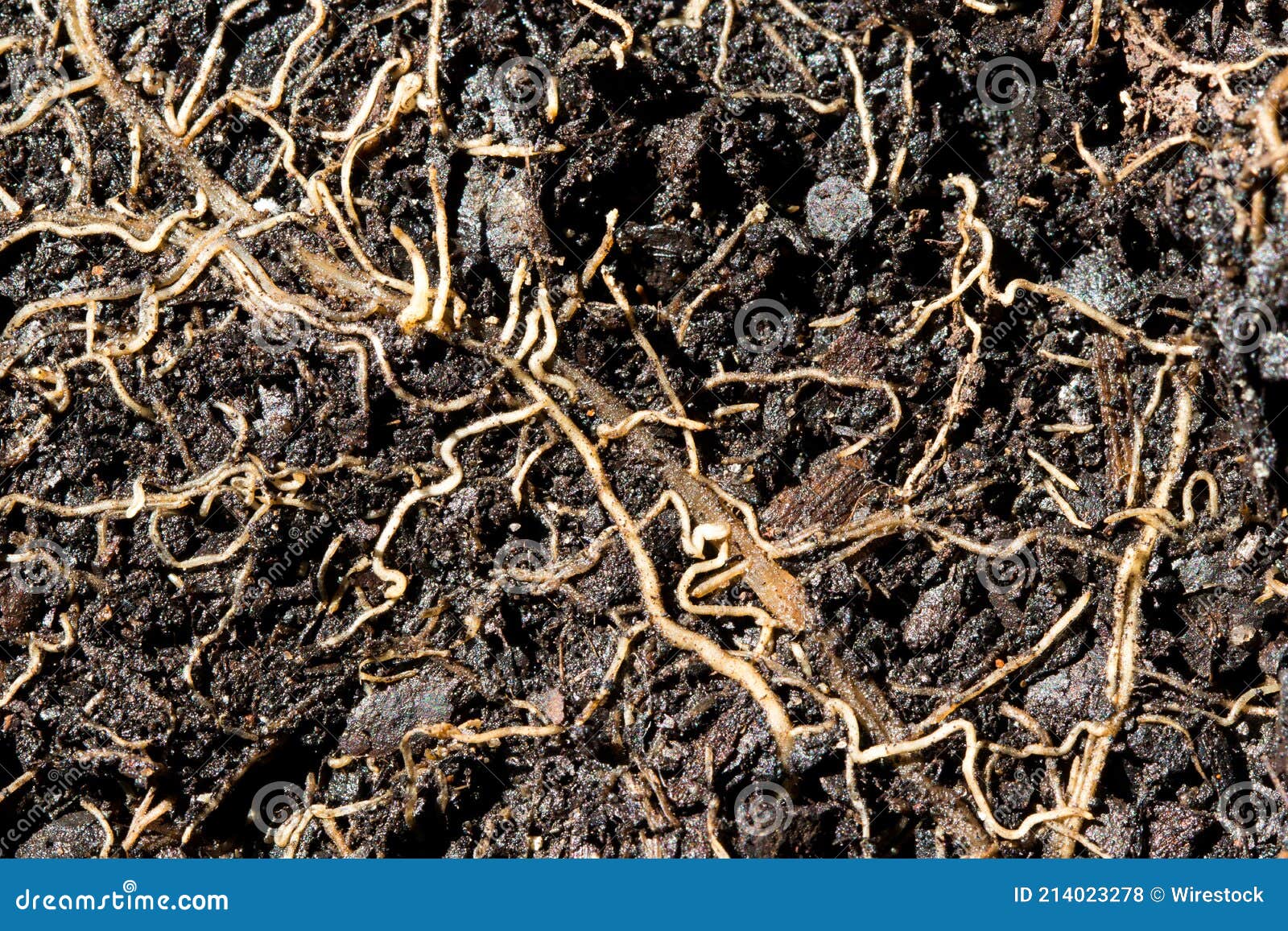Closeup of Fertile Land with Roots Stock Photo - Image of farming ...