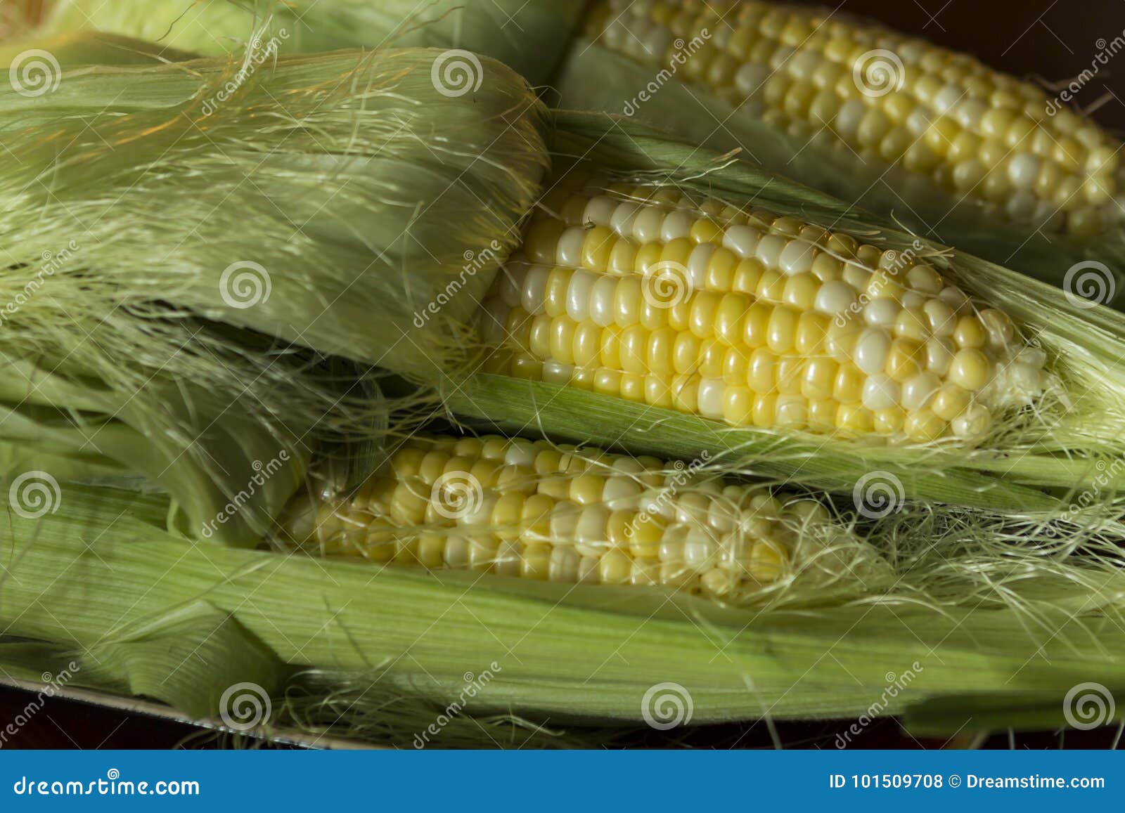 Fresh corn on the corb stock photo. Image of natural - 101509708