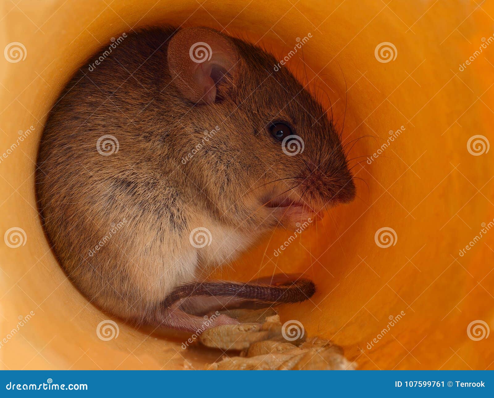 Closeup Field Mouse Apodemus Eats Grain Inside of Hole Stock Image ...