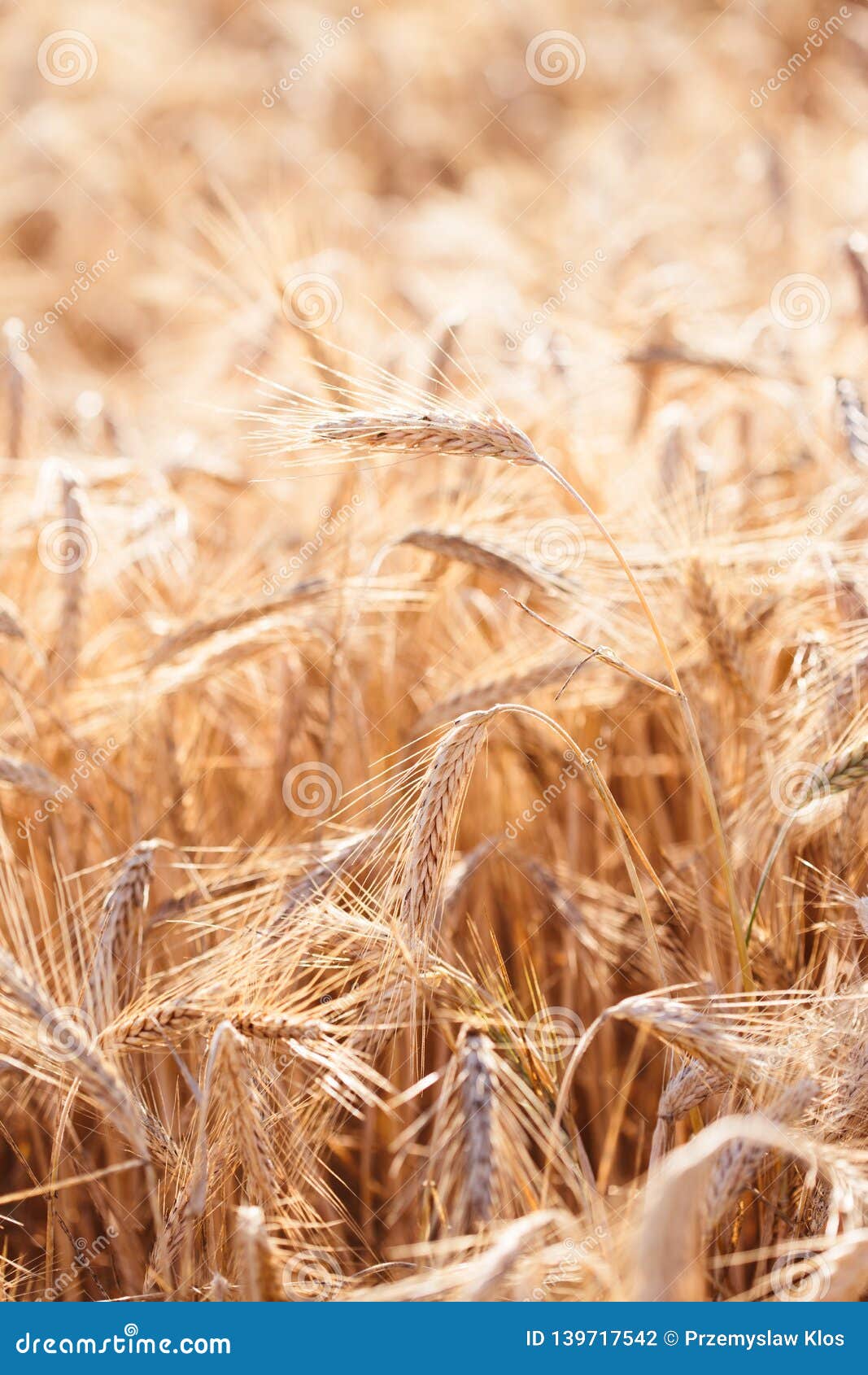 Closeup of Field of Ripe Golden Rye Stock Photo - Image of field ...