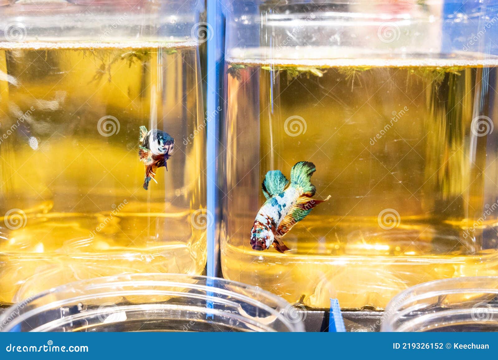 Closeup of Fighting Fish Isolated in Jars and Visual Contact in Shop ...