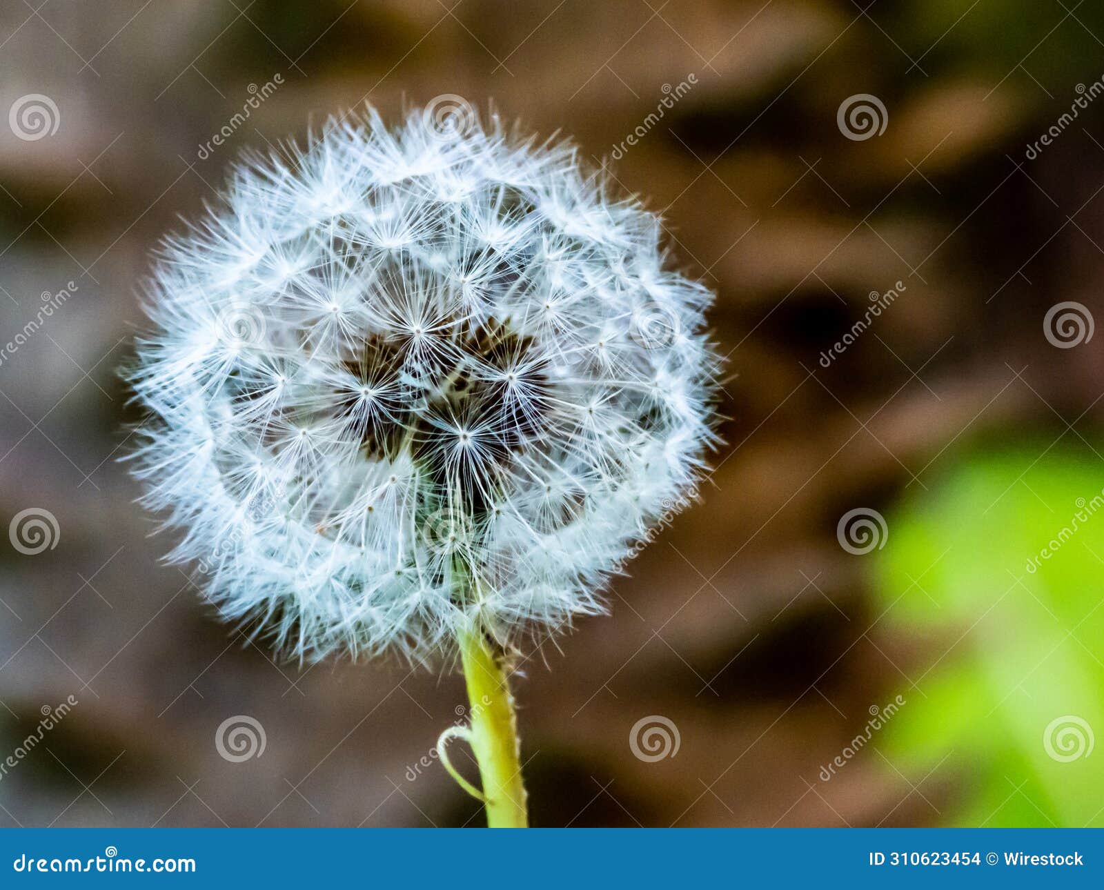 Closeup of Fine White Seeds at the End of a Plant Stem Stock Photo ...